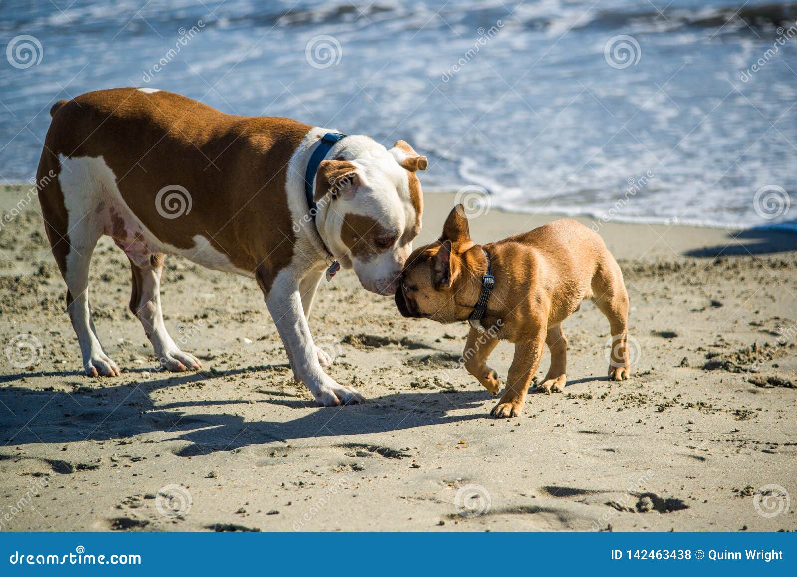 Two dogs meet on dog beach stock photo. Image of meet - 142463438