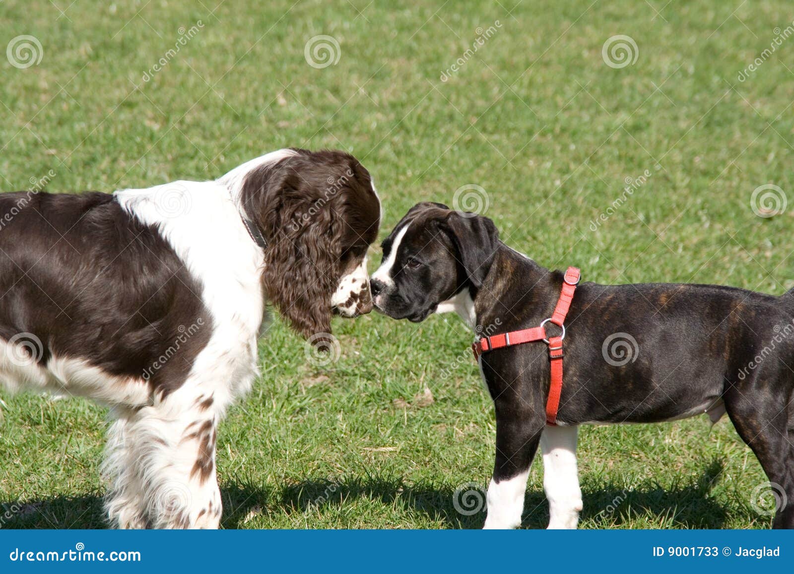 Two dogs meeting stock image. Image of white, spaniel - 9001733