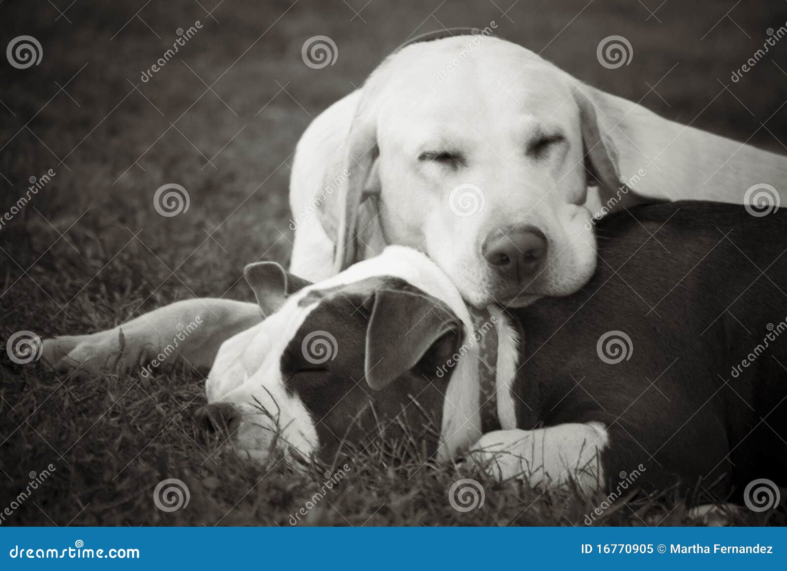 Two dogs napping stock image. Image of pair, mammal, small - 16770905
