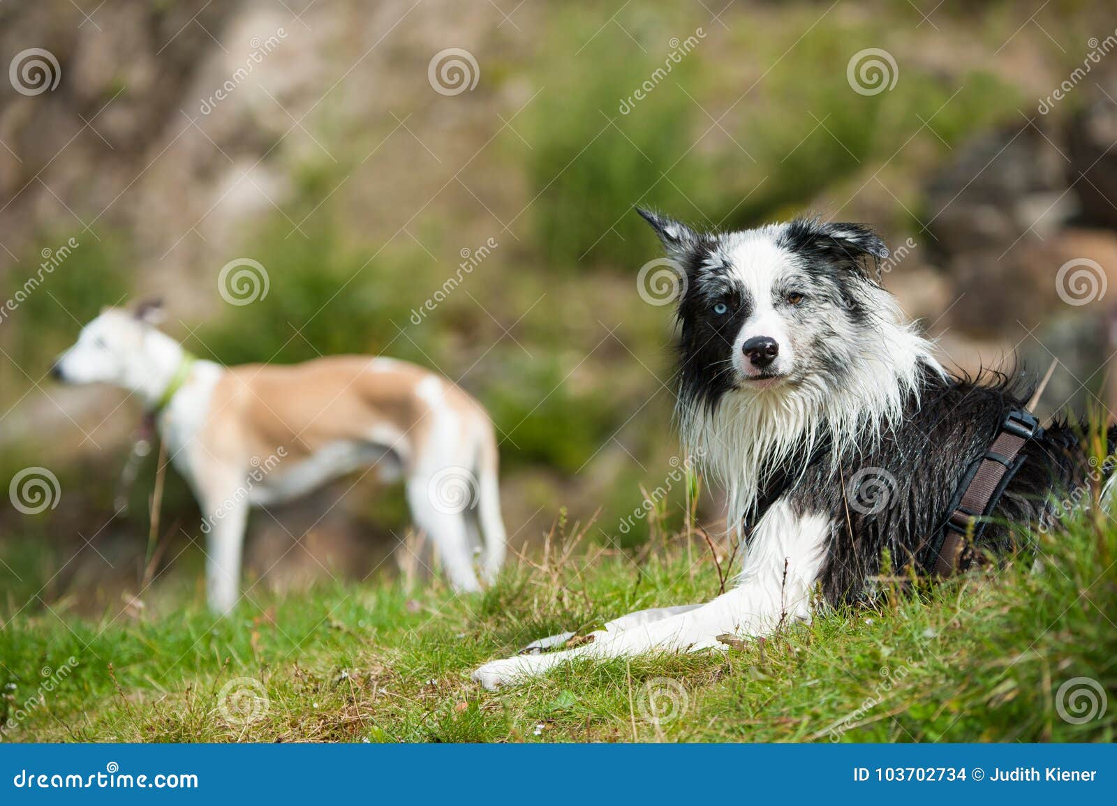 Two dogs in nature stock photo. Image of copy, mammal - 103702734