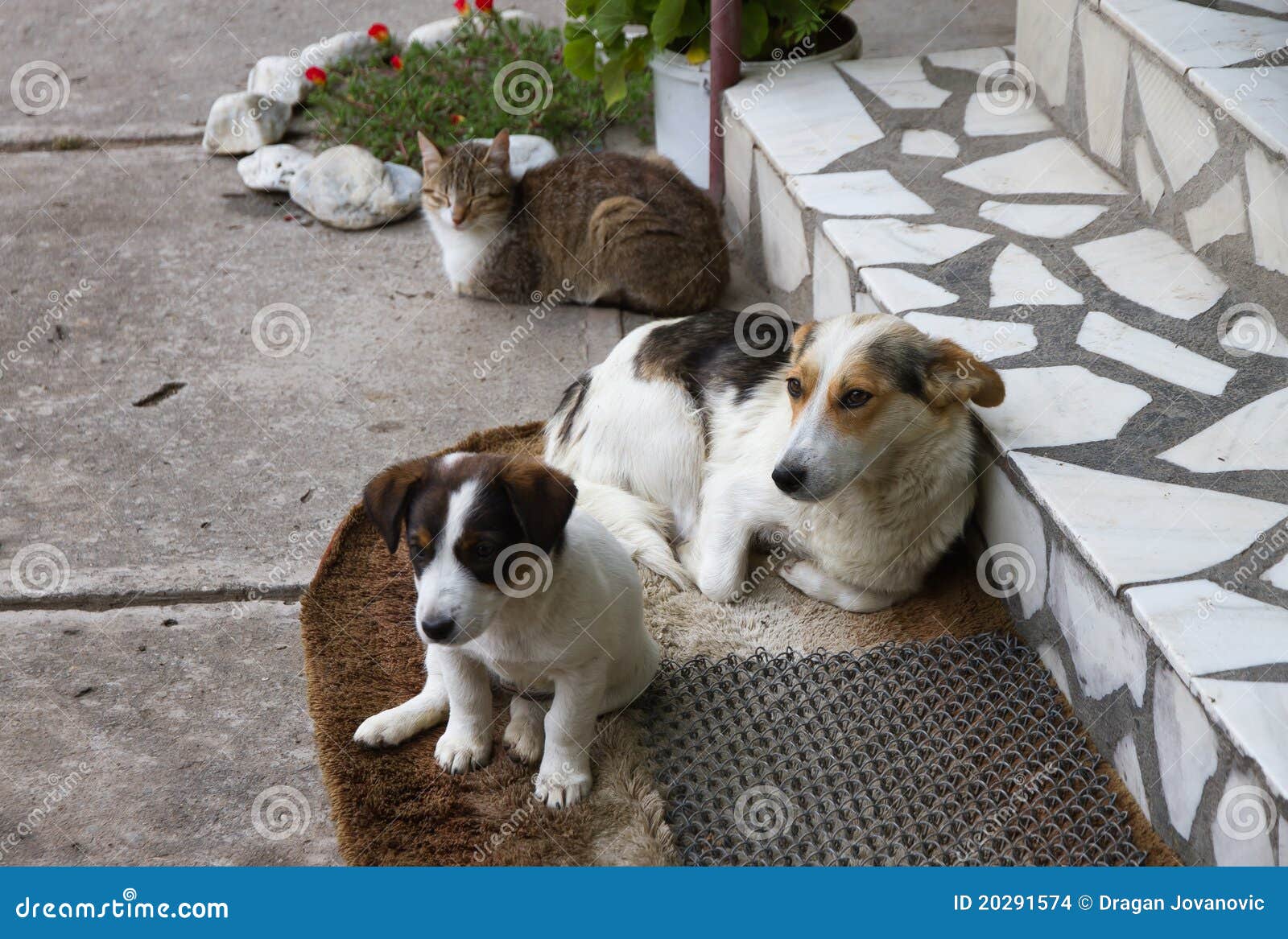 Is It Better To Have One Dog Or Two Dogs