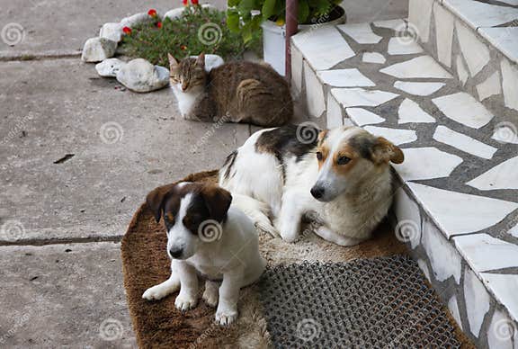 Two dogs and one cat stock photo. Image of domestic, white - 20291574