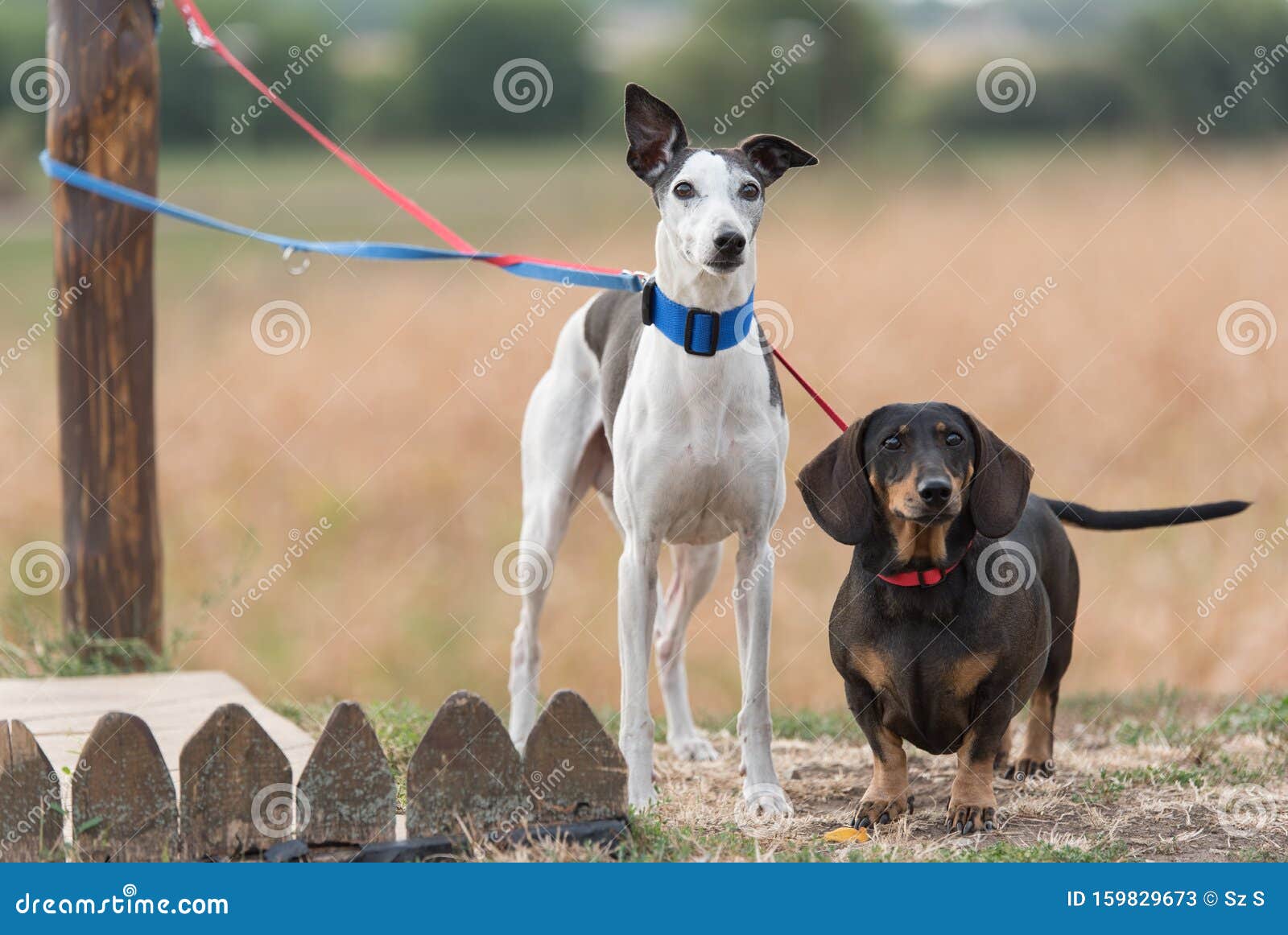 Two dogs in the park stock image. Image of look, love - 159829673