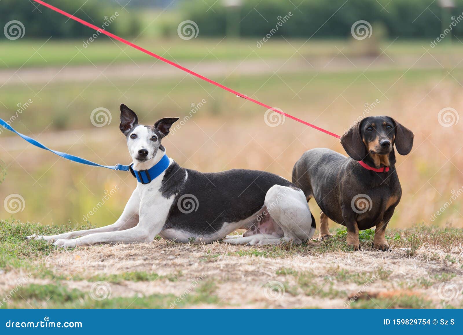 Two dogs in the park stock photo. Image of happy, black - 159829754