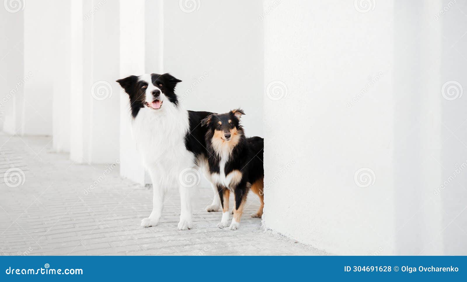 Two Dogs Peeking Behind the Wall Stock Photo - Image of discovery ...