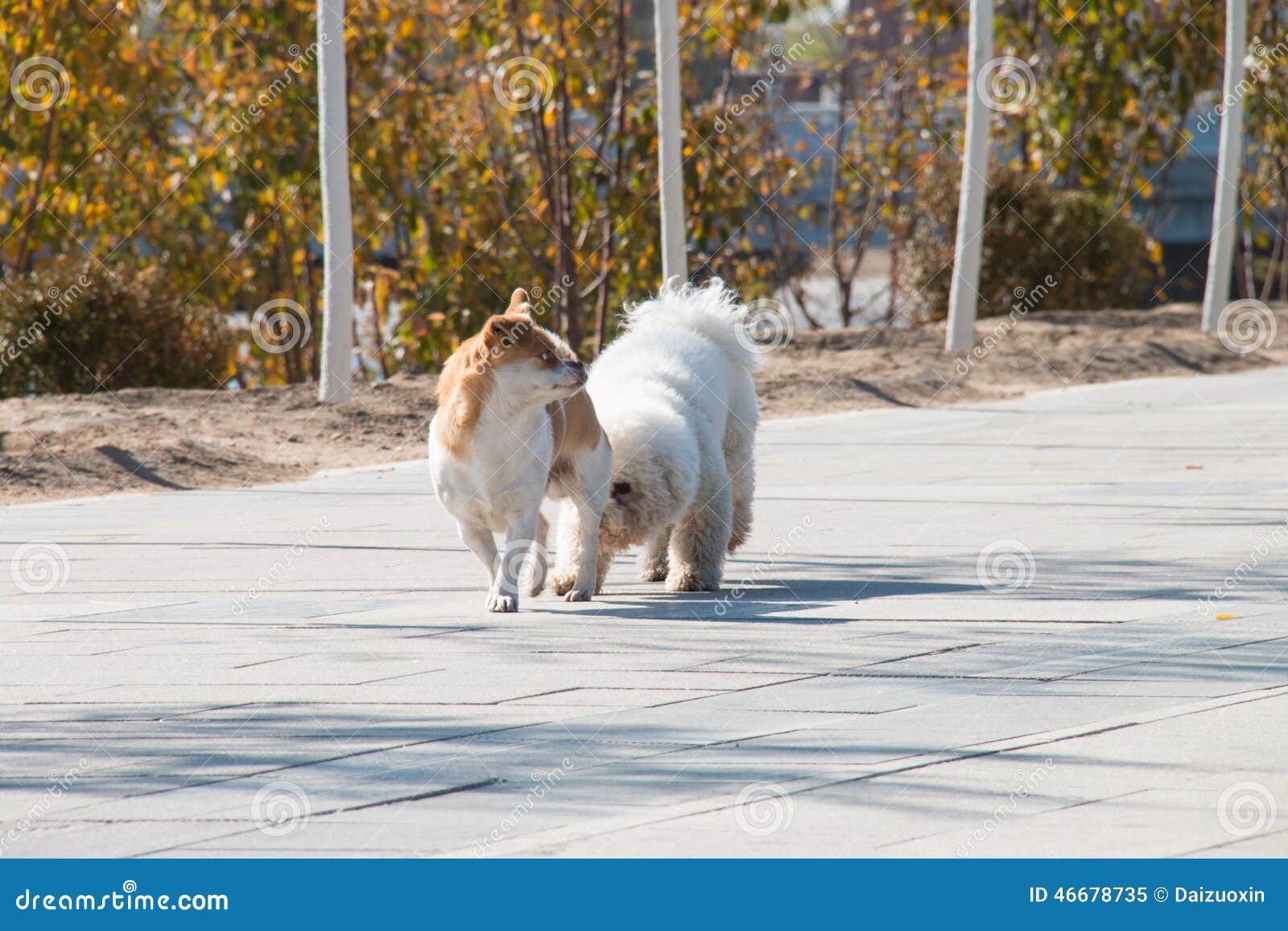 Two dogs at play stock image. Image of hair, park, happy - 46678735
