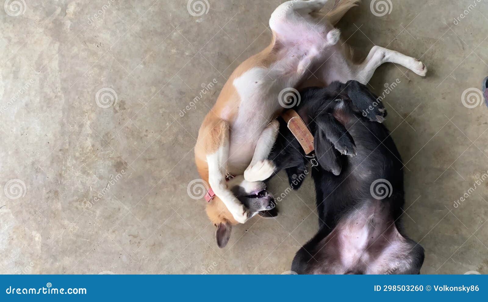 Two Dogs Play and Bite Each Other on the Floor Stock Footage - Video of ...