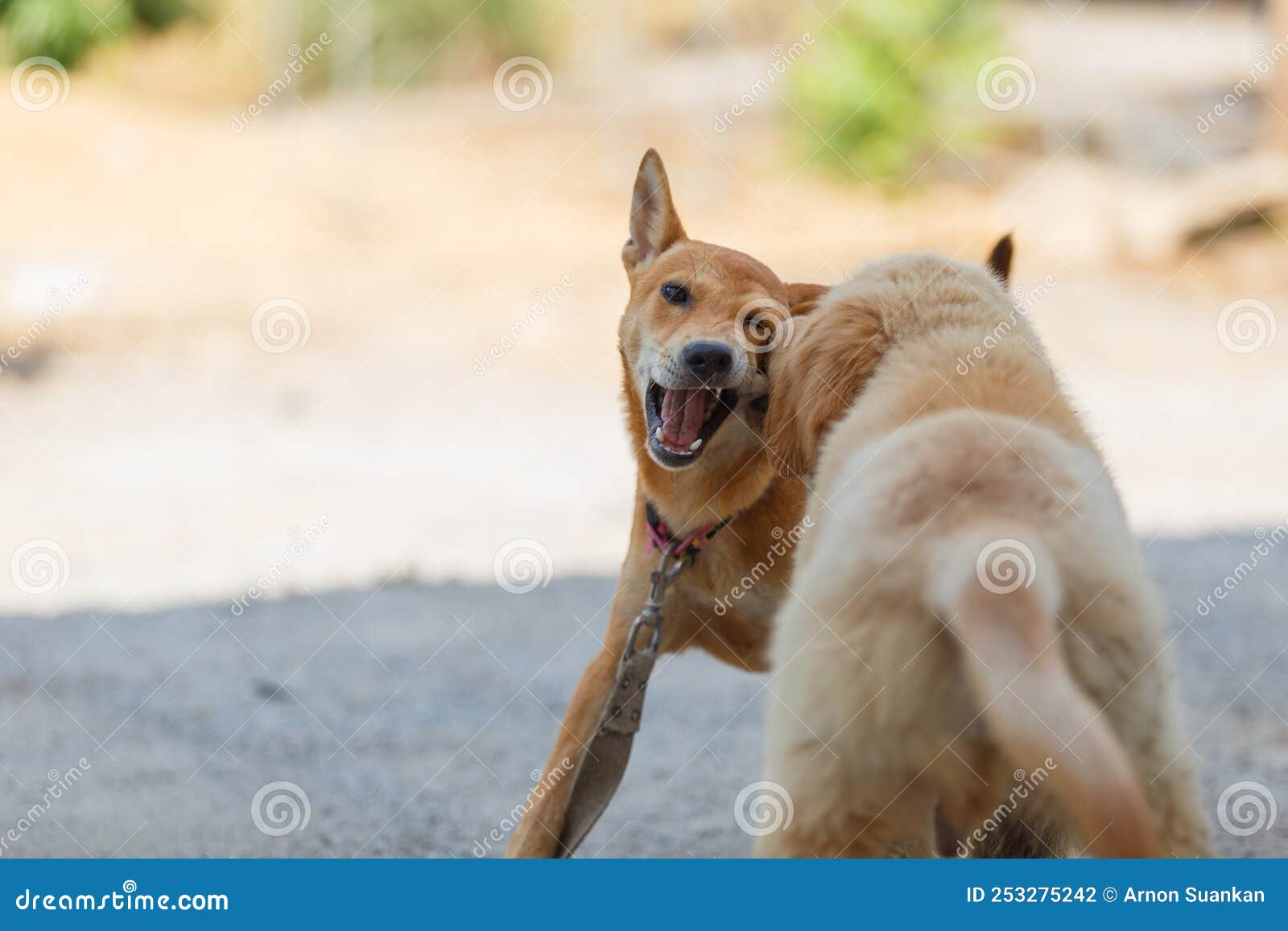 Two dogs play and fight stock photo. Image of friend - 253275242