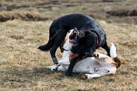Two dogs play fighting stock image. Image of dogs, fighting - 14341869