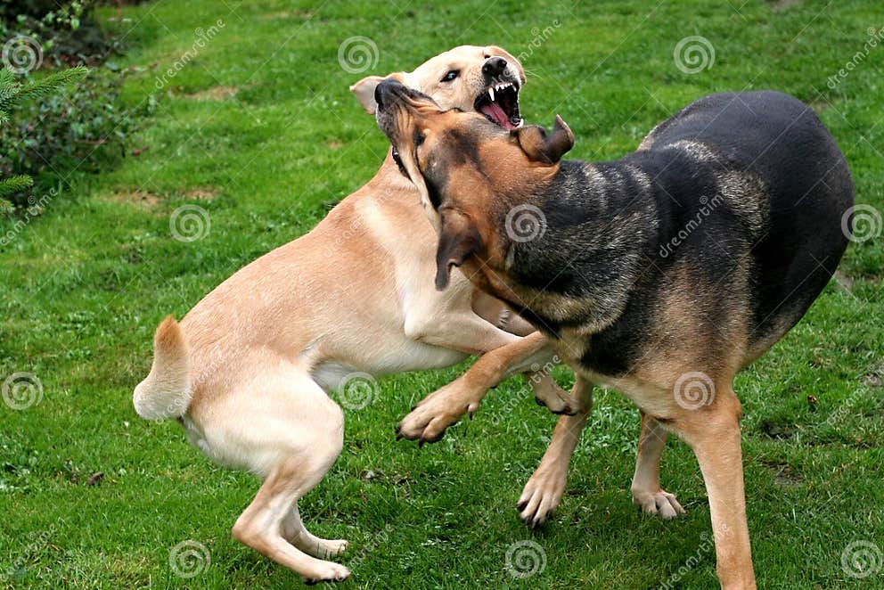 Two dogs play fighting stock image. Image of grass, outside - 19473065