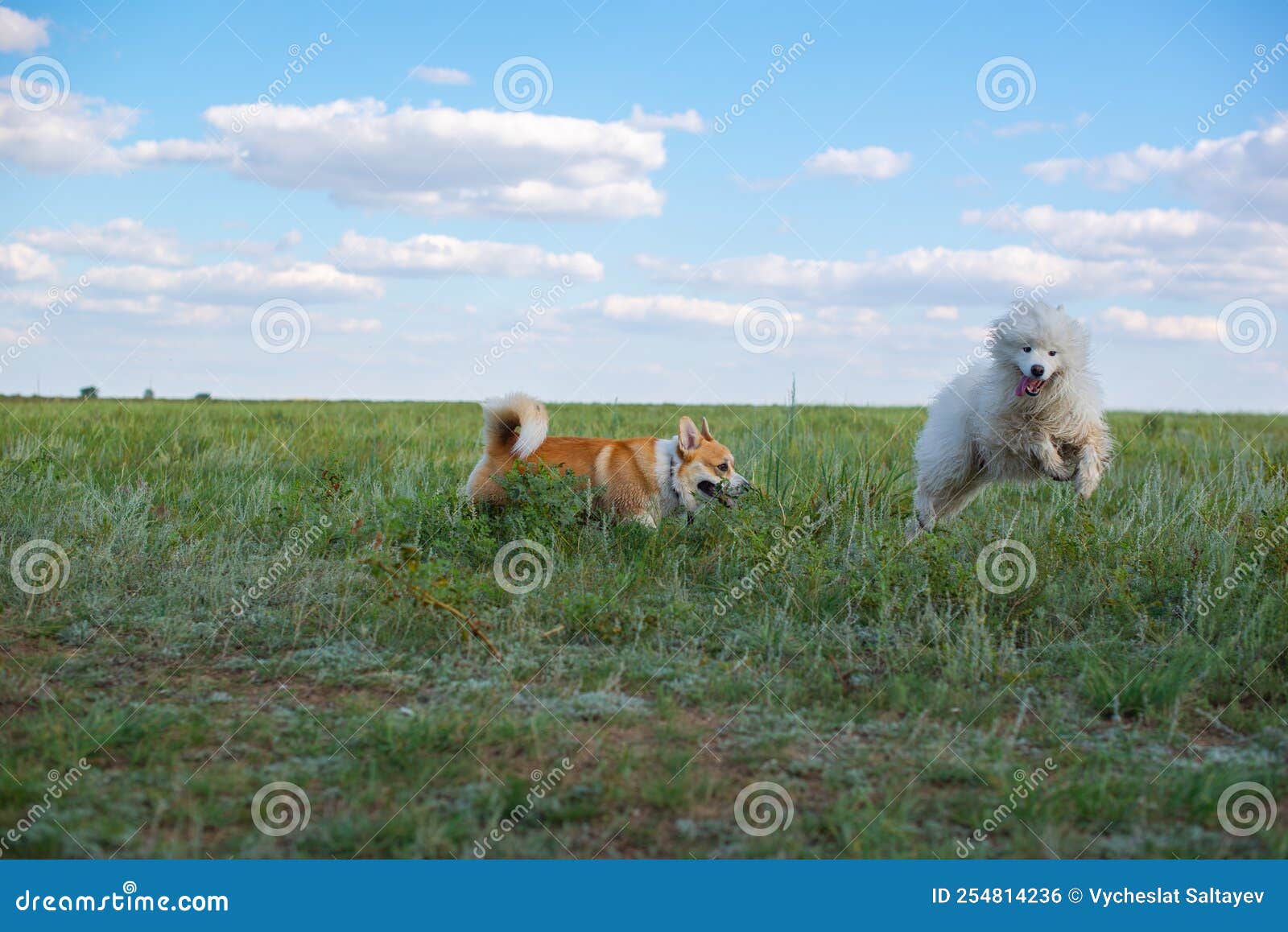 Two Dogs Play Outdoors on the Grass Stock Photo - Image of greenery ...