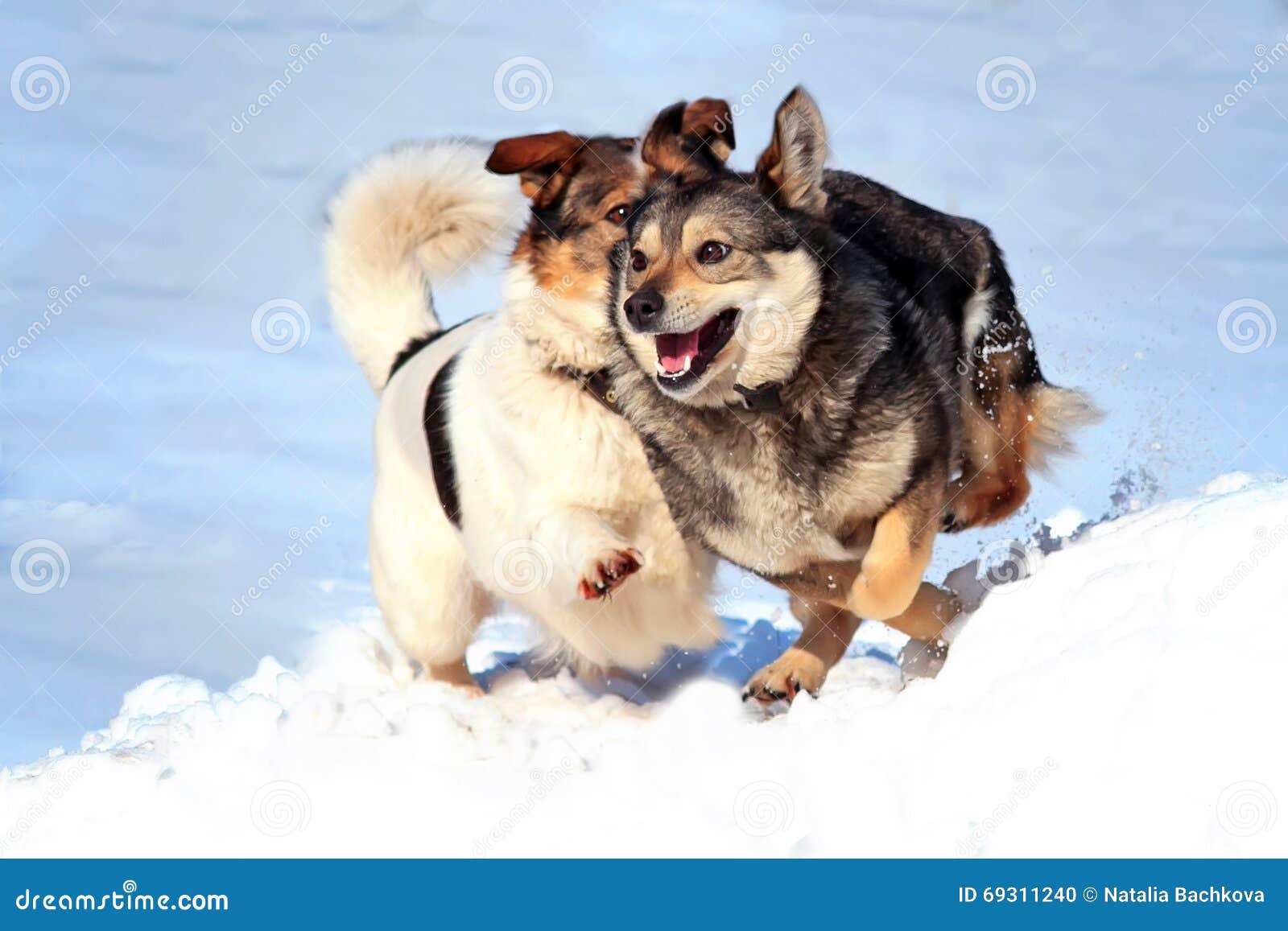 Two dogs play in the snow stock photo. Image of mountain - 69311240