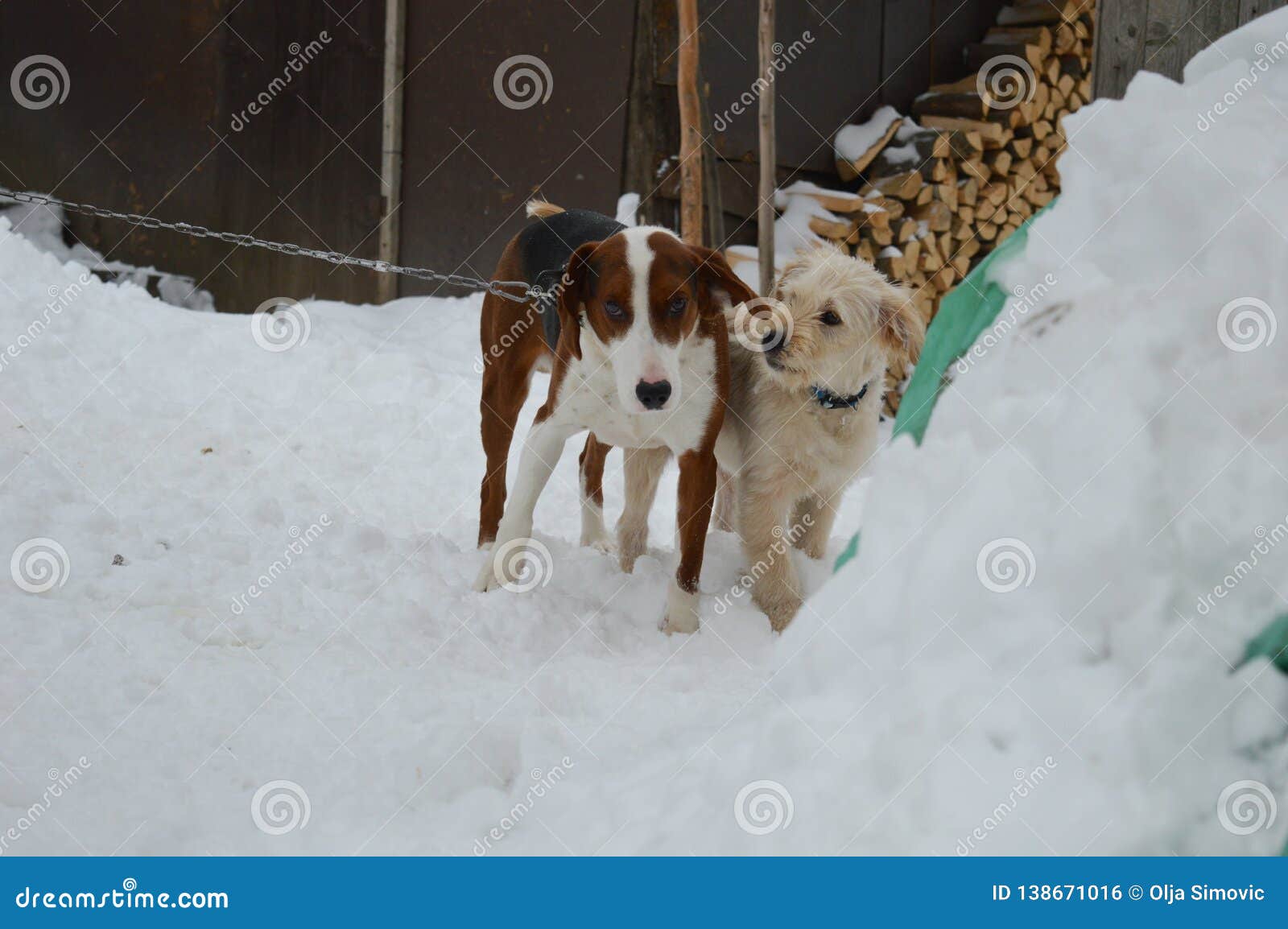 Two dogs play in the snow stock photo. Image of play - 138671016