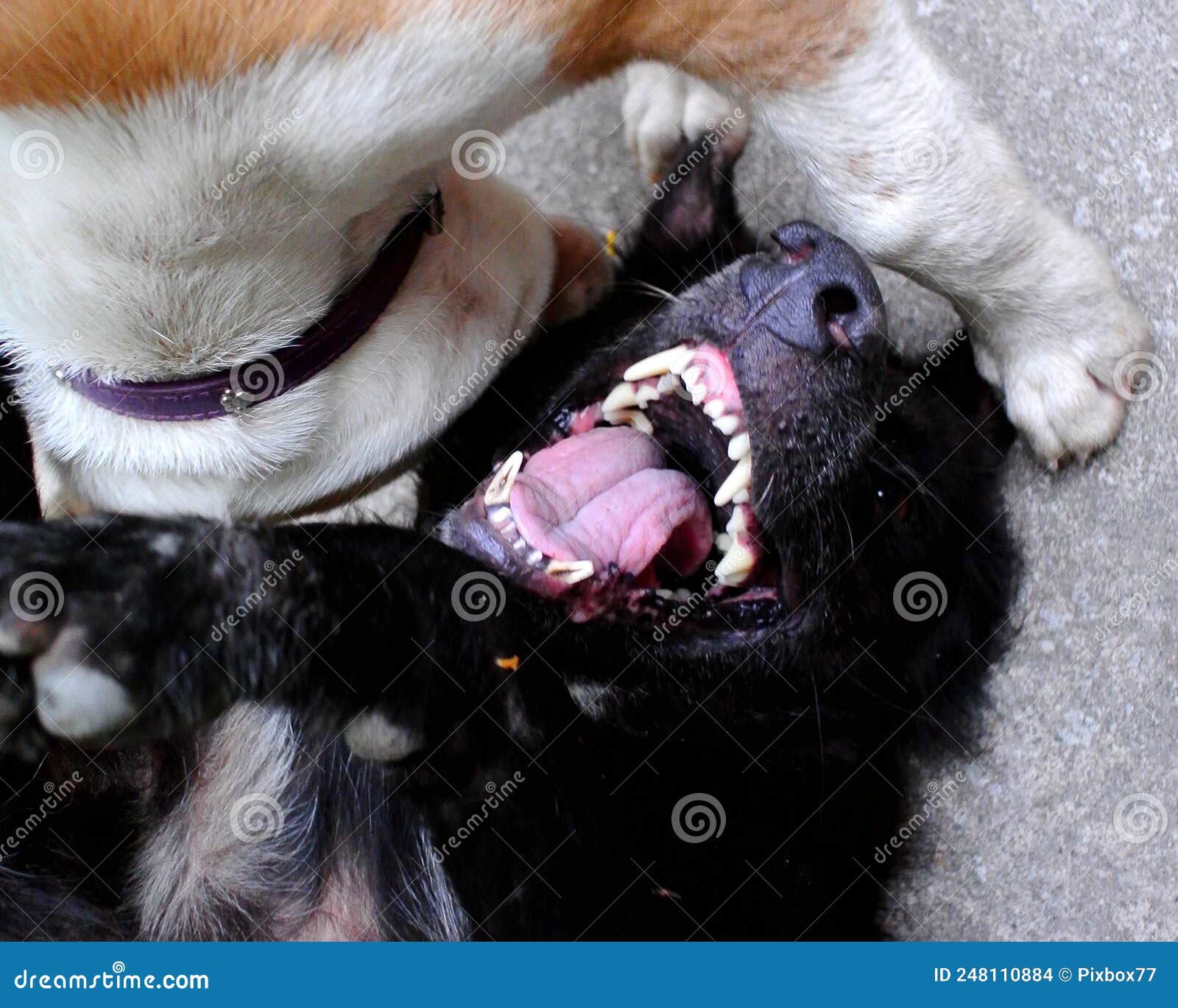 Two Dogs Play Together with Happiness Stock Photo - Image of portrait ...