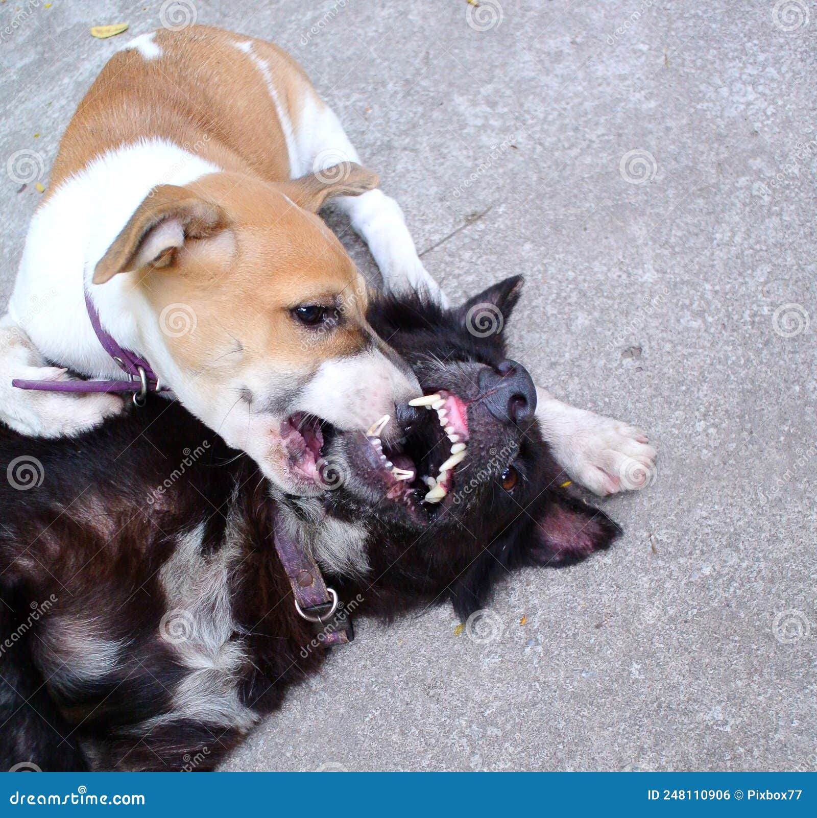 Two Dogs Play Together with Happiness Stock Photo - Image of cute ...