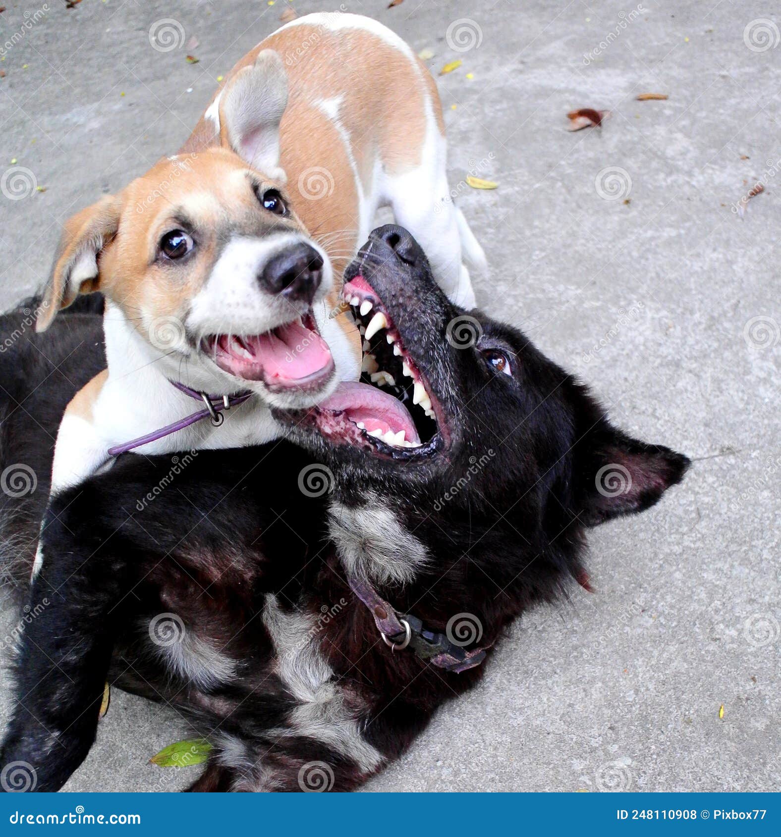 Two Dogs Play Together with Happiness Stock Photo - Image of beautiful ...