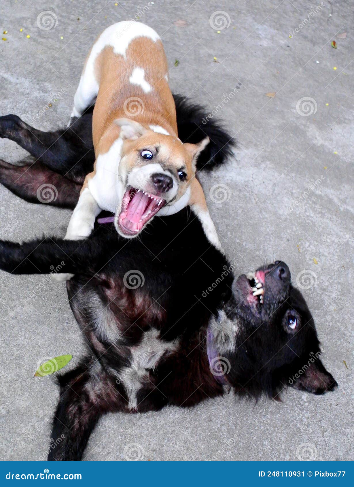 Two Dogs Play Together with Happiness Stock Image - Image of canine ...