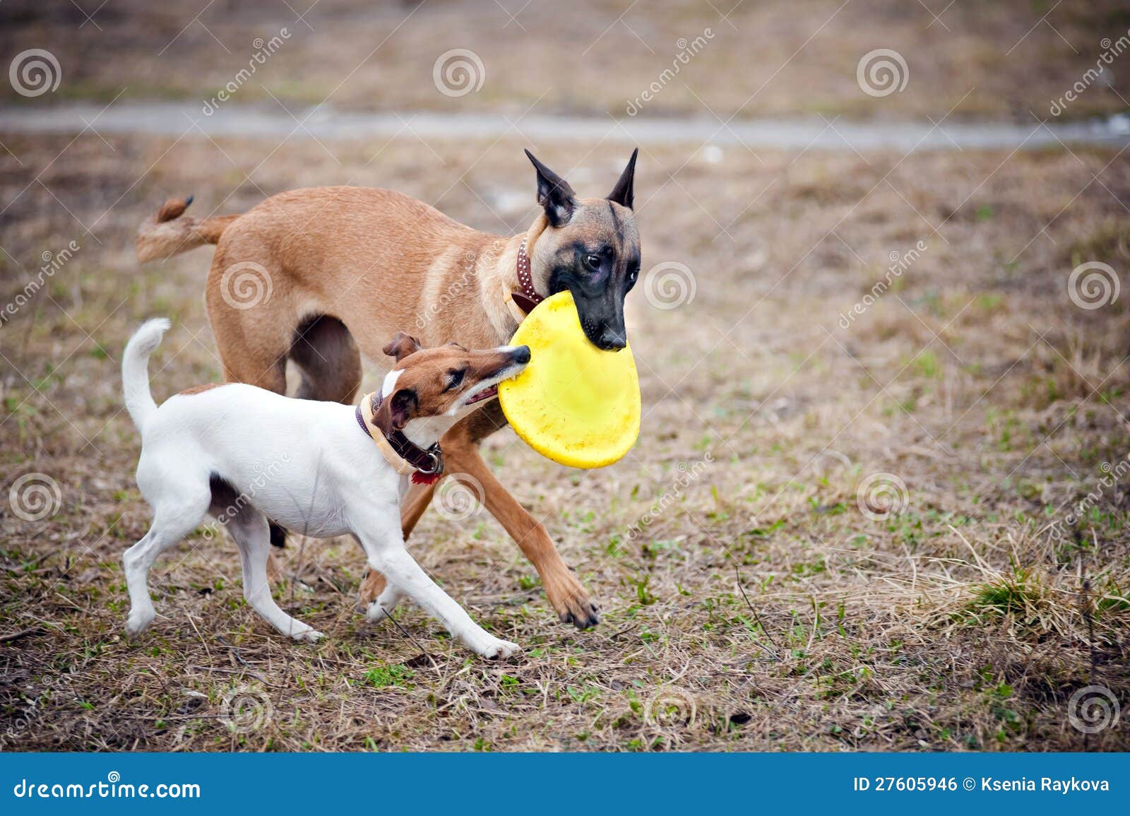 Two Dogs Play with Toy Together Stock Photo - Image of meadow, brown ...