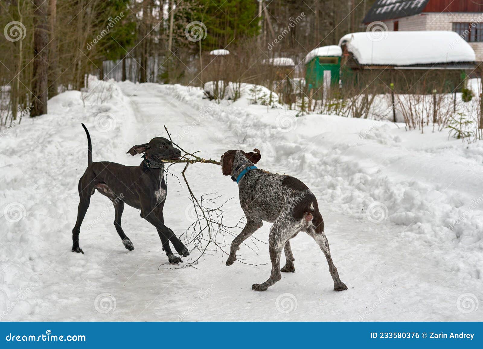 Two Dogs Play with a Tree Branch on a Winter Forest Road Stock Photo ...