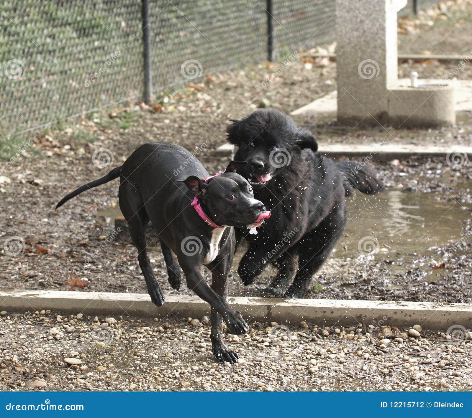 Two Dogs Playing stock photo. Image of eyes, chase, working - 12215712