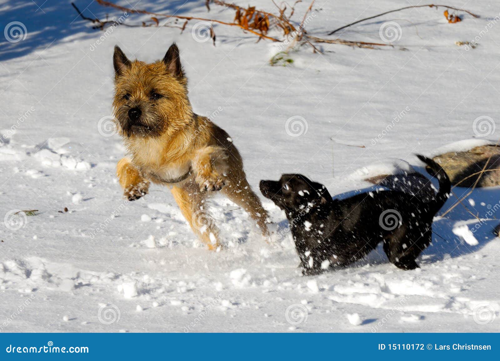 Two dogs playing stock photo. Image of cold, funny, jump - 15110172
