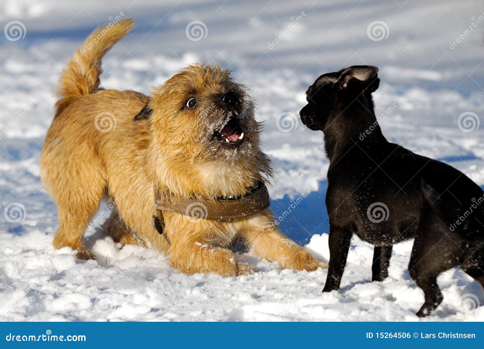 Miniature Pinscher Angry Photos - Free & Royalty-Free Stock Photos from ...