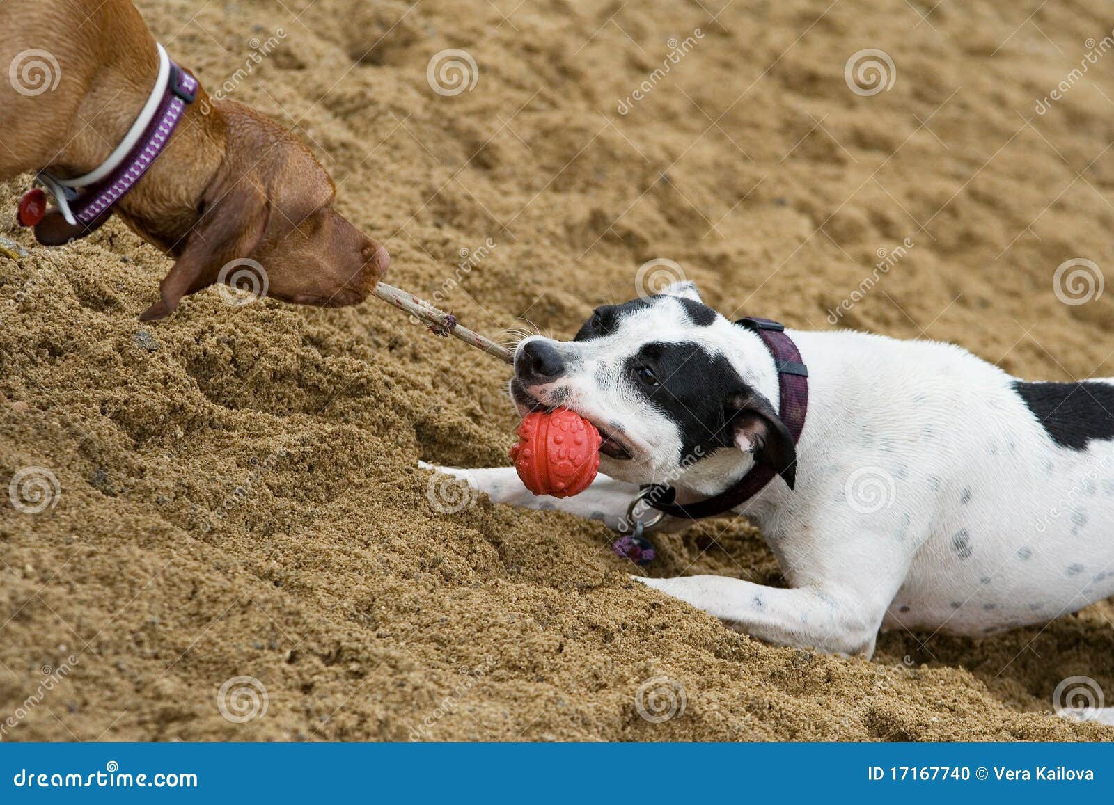Two dogs playing stock photo. Image of sands, emotion - 17167740