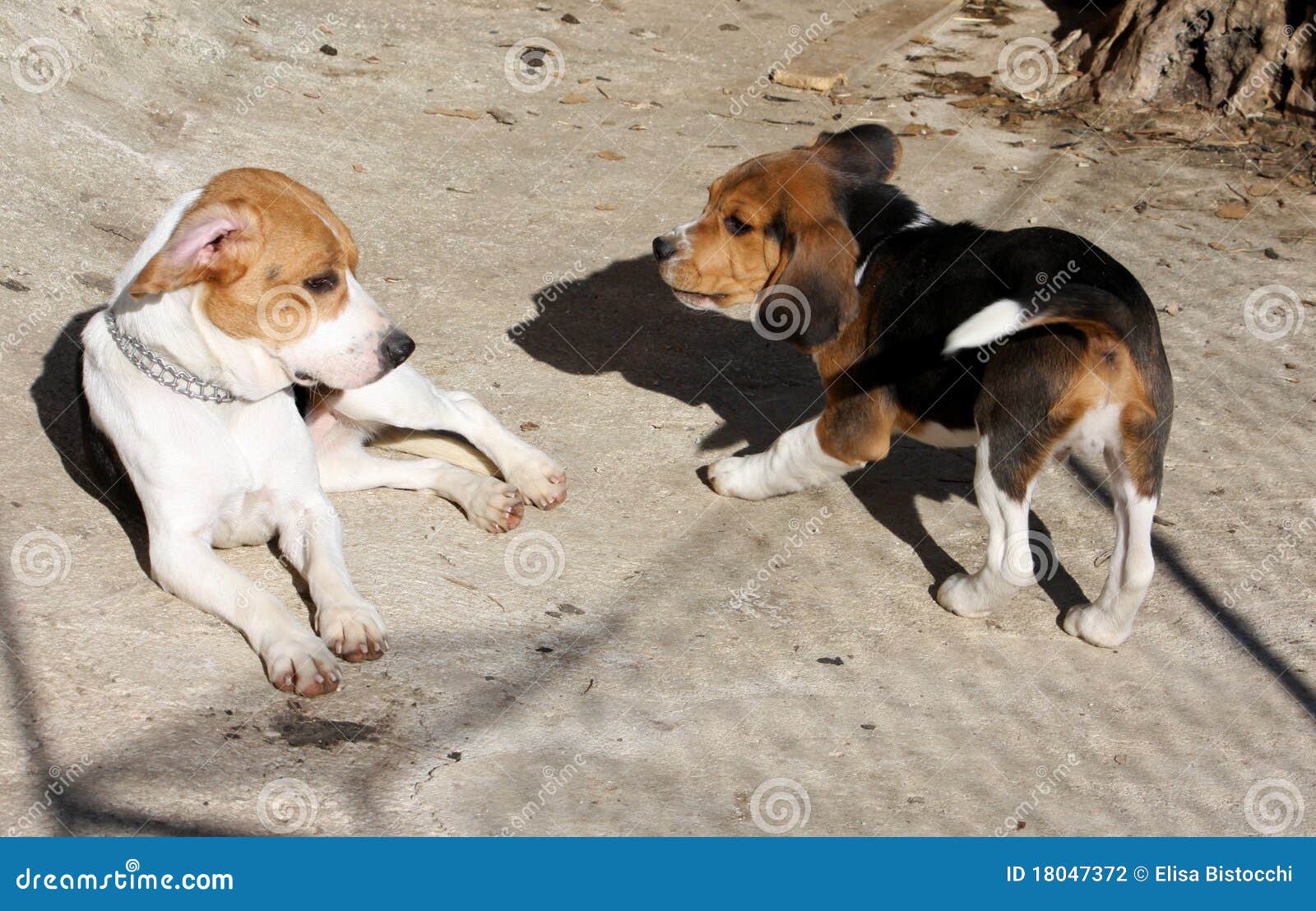 Two Dogs playing stock photo. Image of couple, breed - 18047372