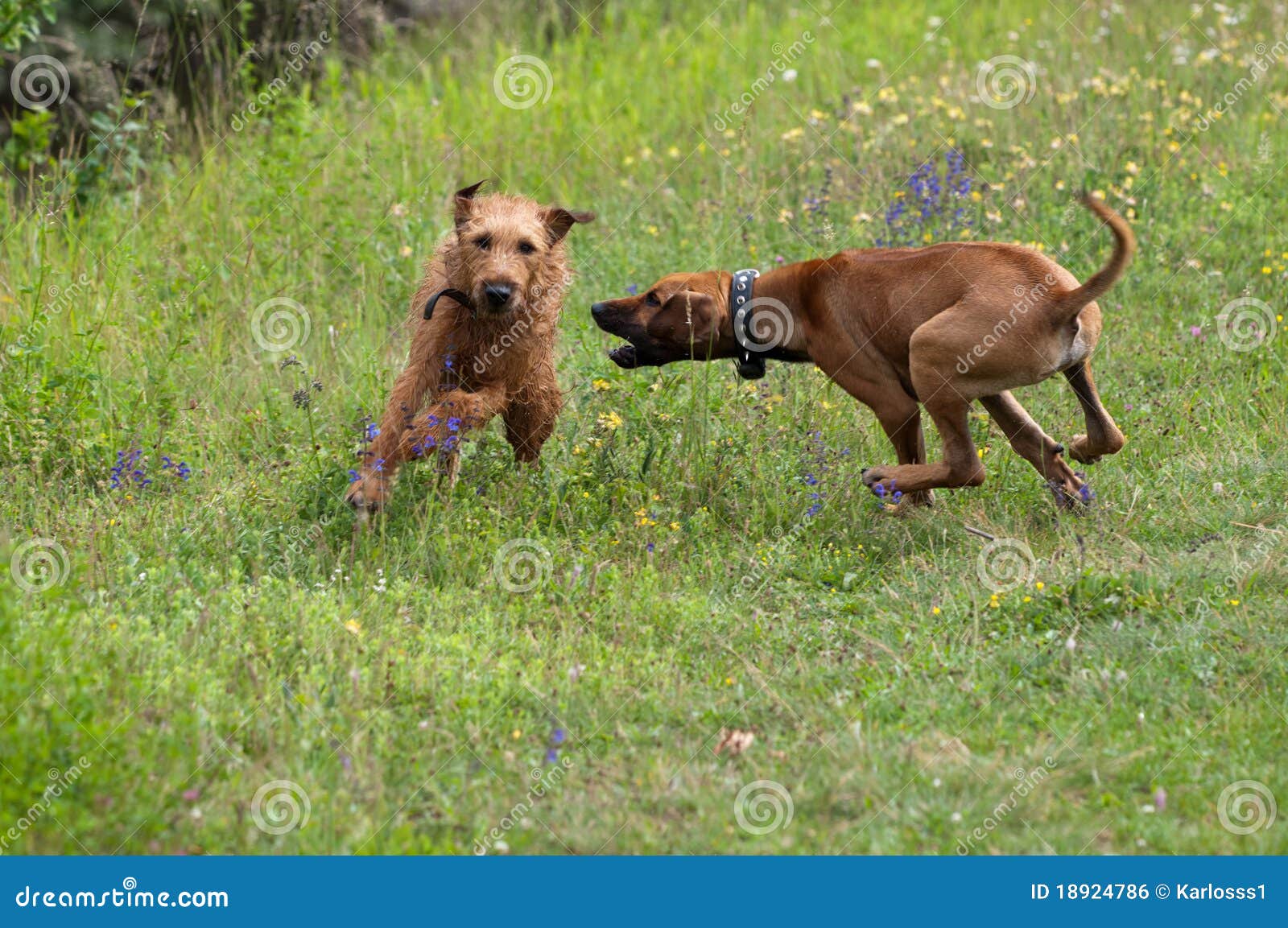 Two dogs playing stock photo. Image of spring, diversity - 18924786
