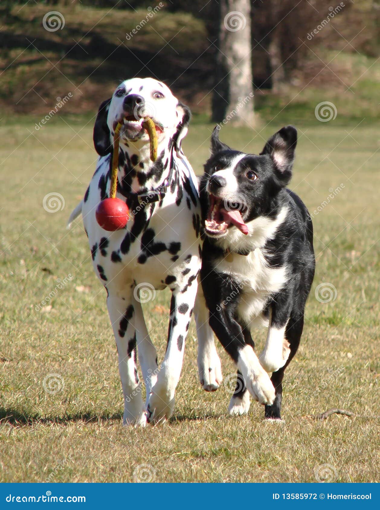 Border Collie Or Dalmation