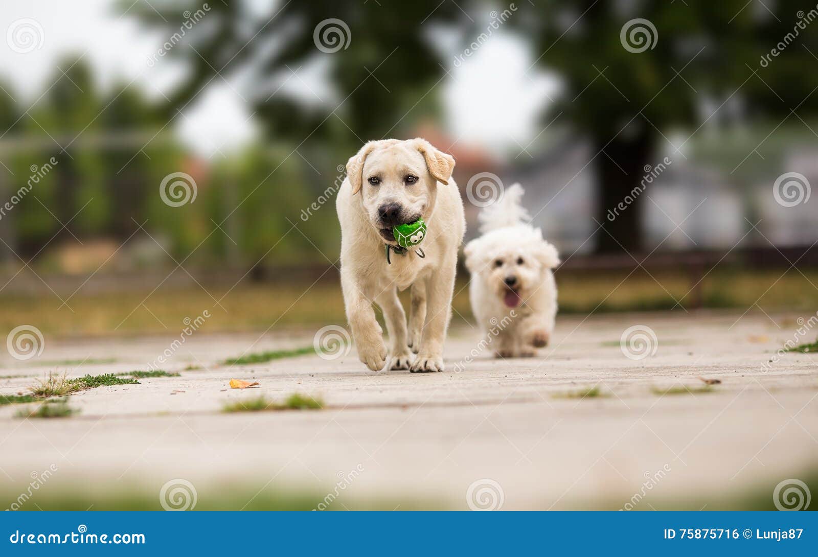 Two dogs playing stock photo. Image of fetching, blonde - 75875716