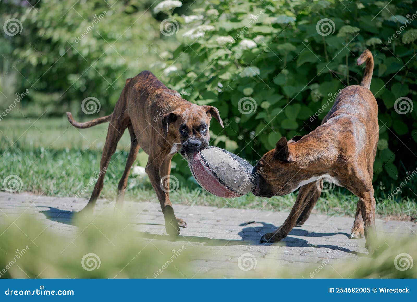 Two Dogs Playing with a Ball on the Footpath Stock Image - Image of ...