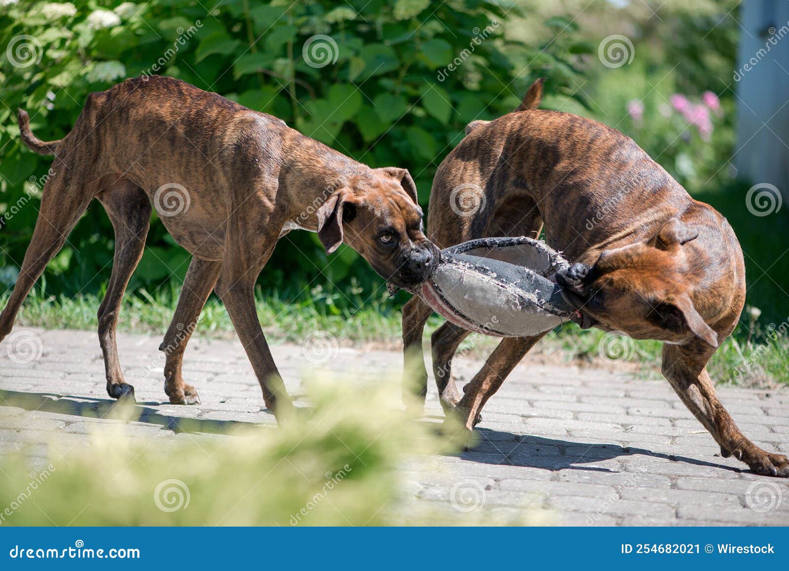 Two Dogs Playing with a Ball on the Footpath Stock Image - Image of ...