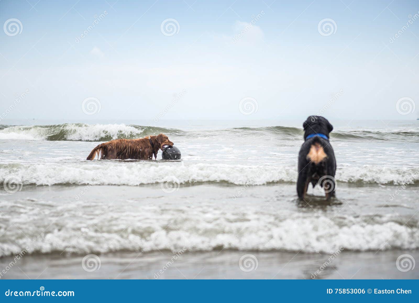 Two Dogs Playing at the Beach Stock Photo - Image of rottweiler ...