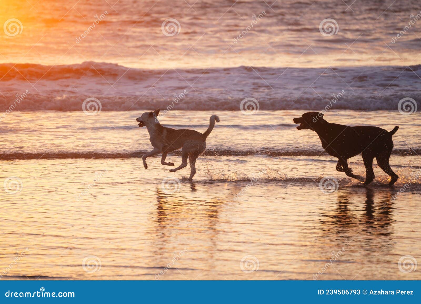 Two Dogs Playing in the Beach at Sunset Stock Image - Image of animal ...