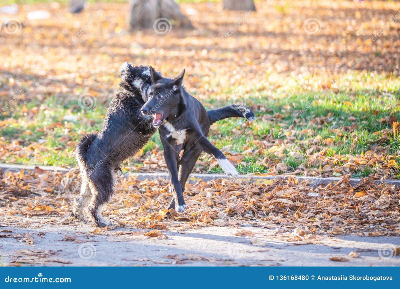 Two Dogs Playing in the Beautiful Park. Autumn Stock Photo - Image of ...