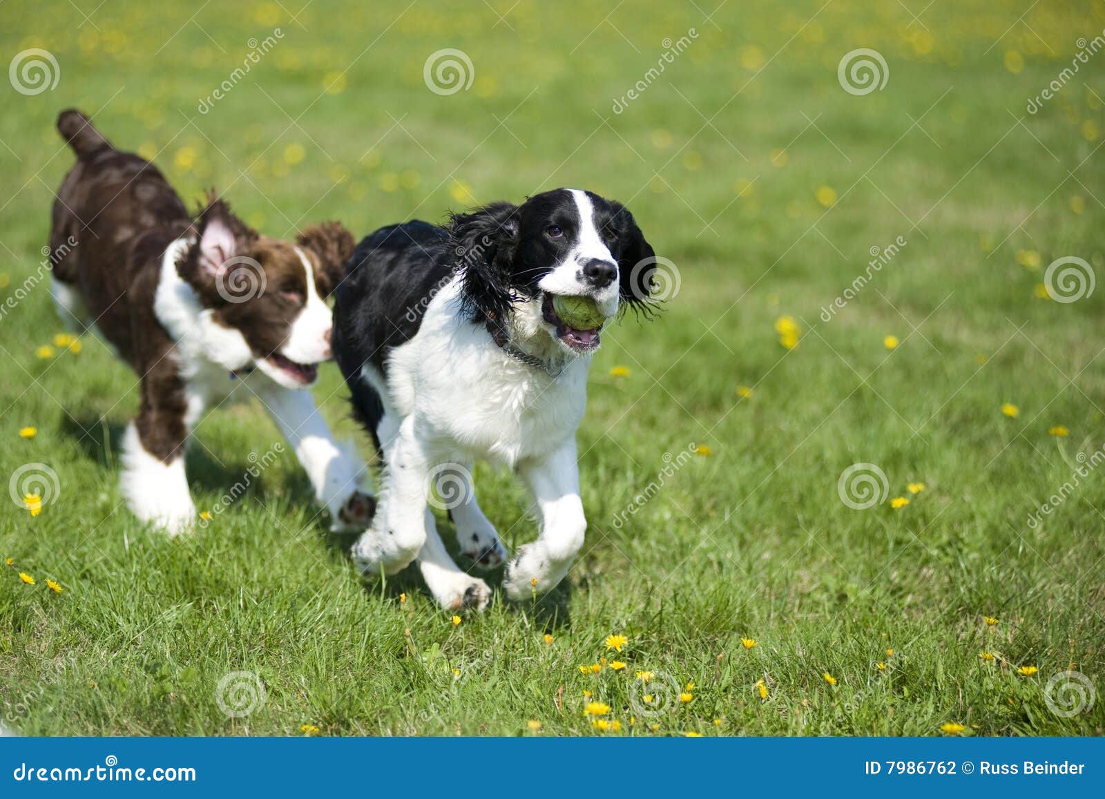 Two dogs playing chase stock photo. Image of ball, giving - 7986762
