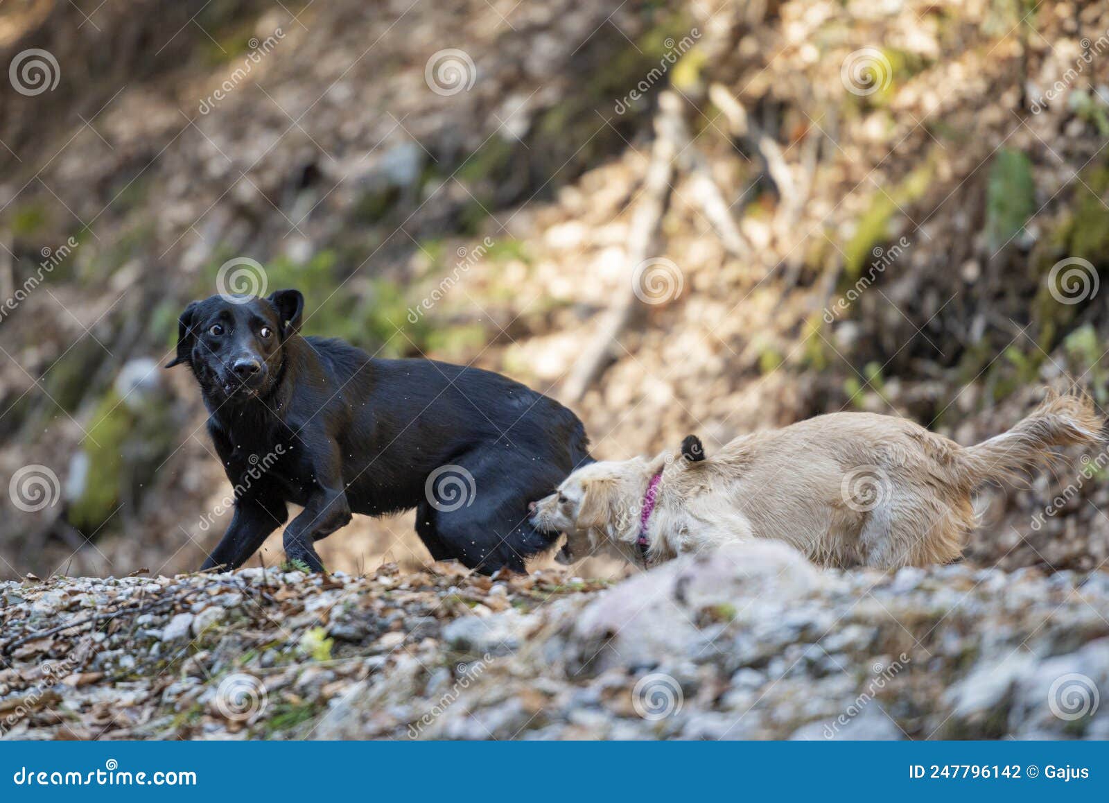 Two Dogs Playing and Chasing Each Other Stock Photo - Image of breed ...