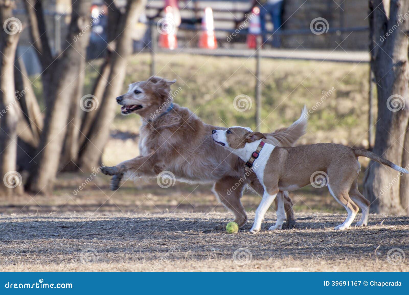 Two dogs playing stock image. Image of foreground, candid - 39691167