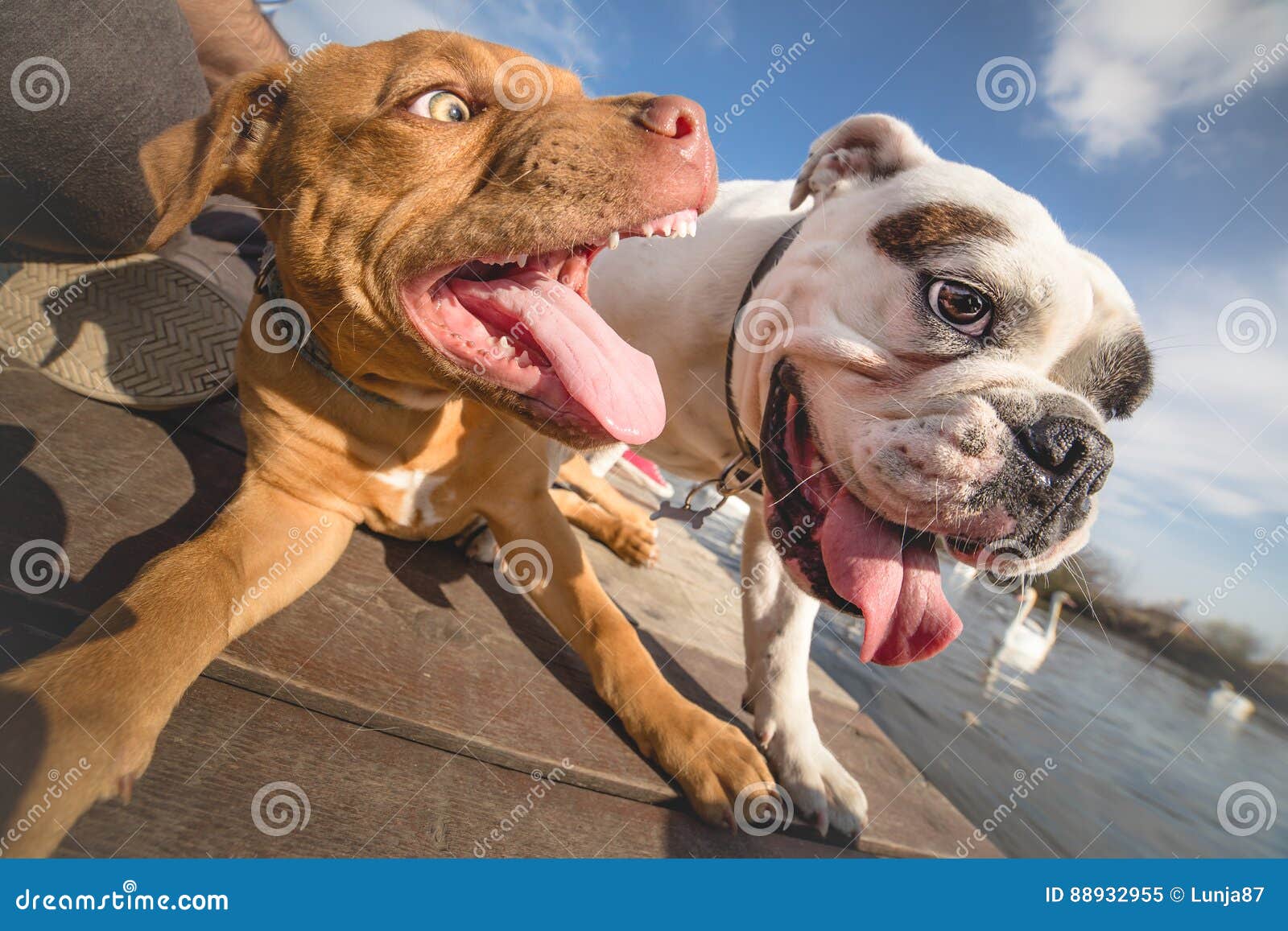 Two dogs playing stock image. Image of english, lake - 88932955