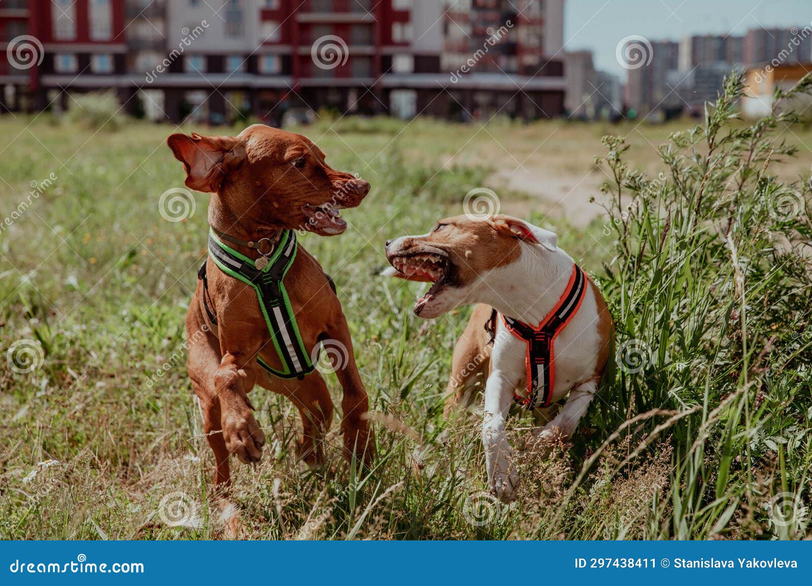 Two Dogs Playing and Fighting Stock Image - Image of cute, animal ...
