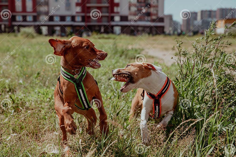 Two Dogs Playing and Fighting Stock Image - Image of cute, animal ...