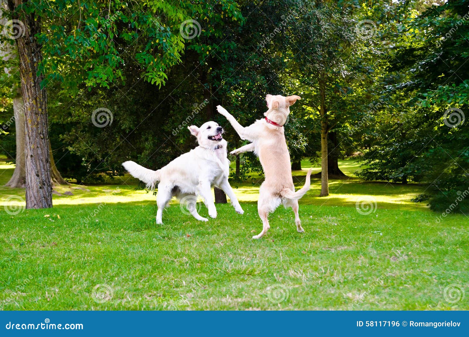 Two dogs stock photo. Image of pedigree, face, cute, outdoors - 58117196