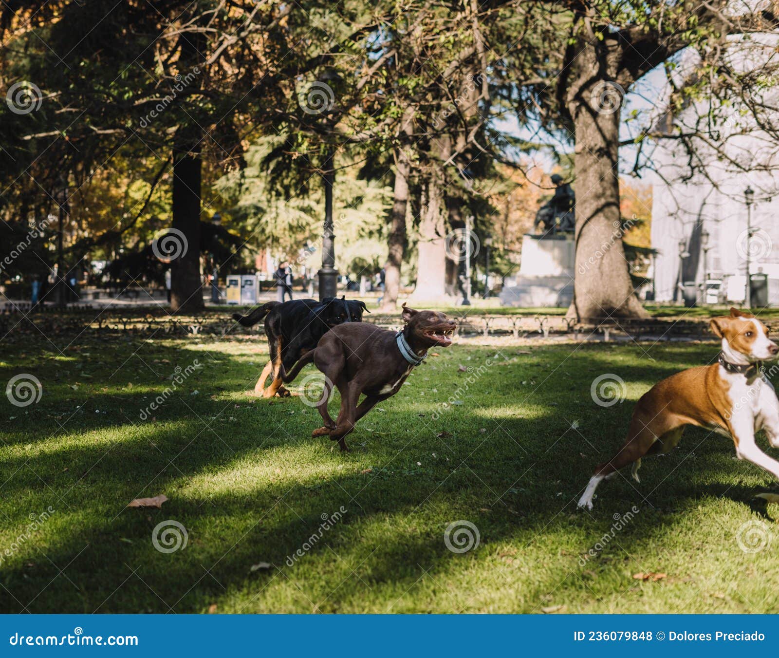 Dogs Playing Happily in the Park. Stock Photo - Image of border, puppy ...