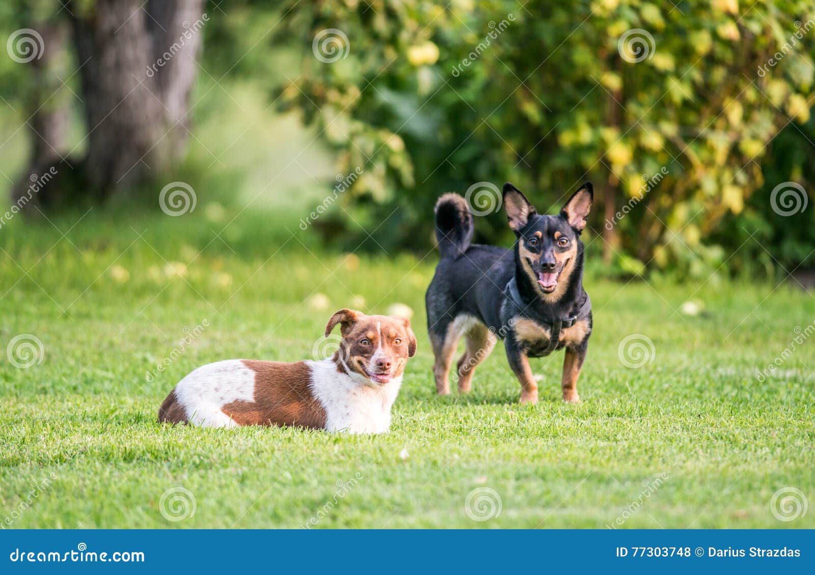 Two dogs playing stock photo. Image of care, doggy, little - 77303748