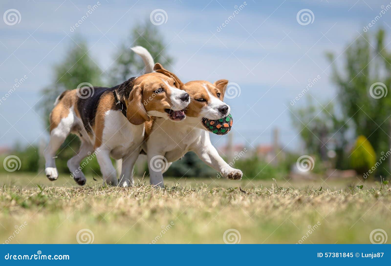 Two dogs playing stock image. Image of game, canine, business - 57381845