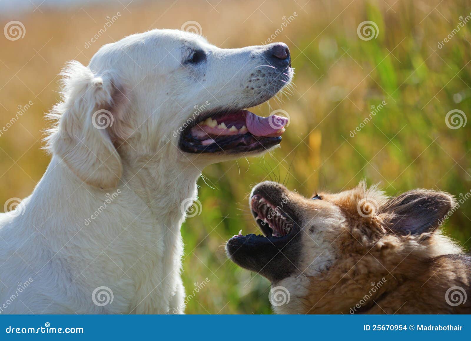 Two dogs playing outdoors stock photo. Image of backlit - 25670954