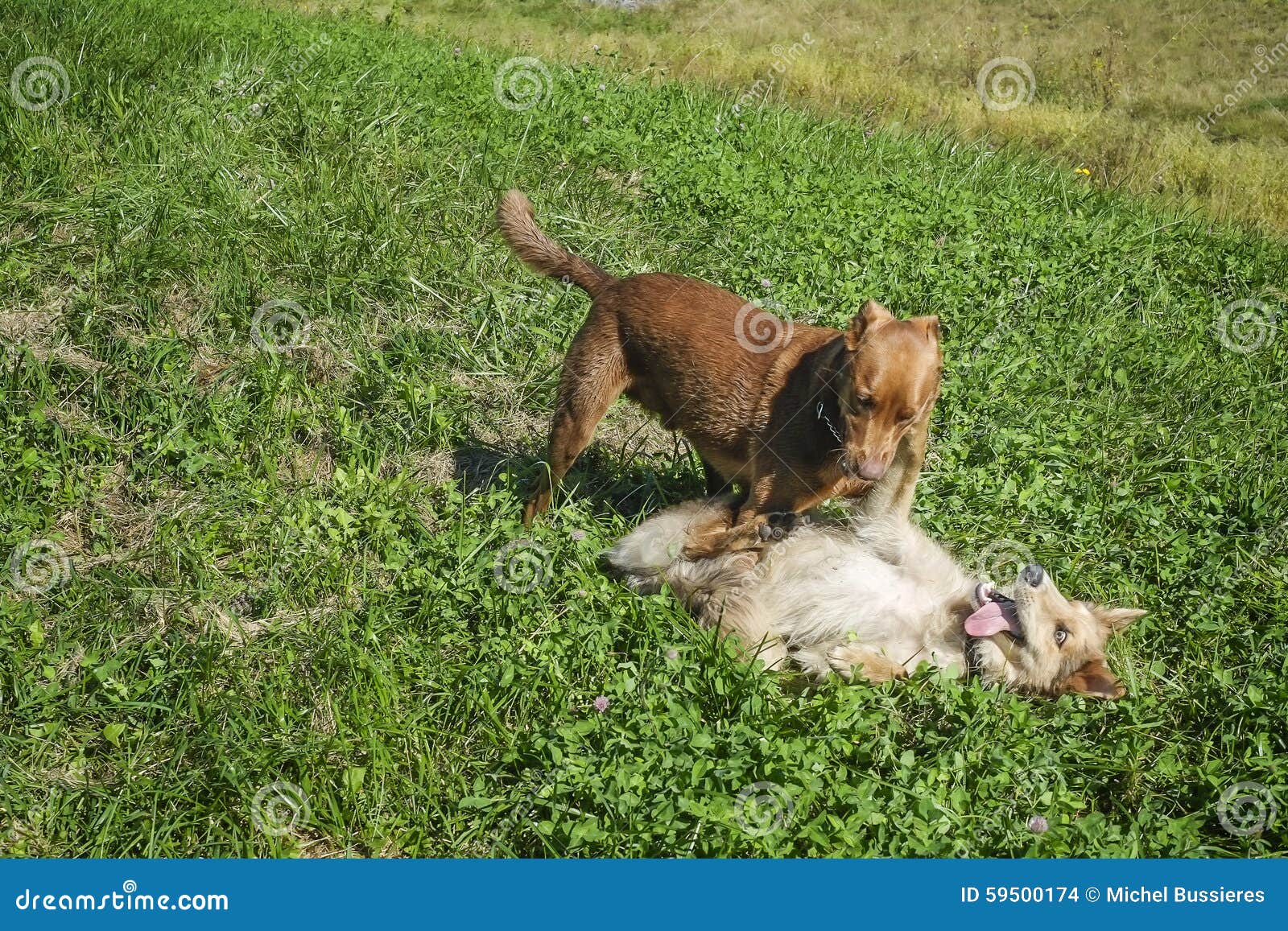 Two Dogs playing stock photo. Image of play, chase, healthy - 59500174