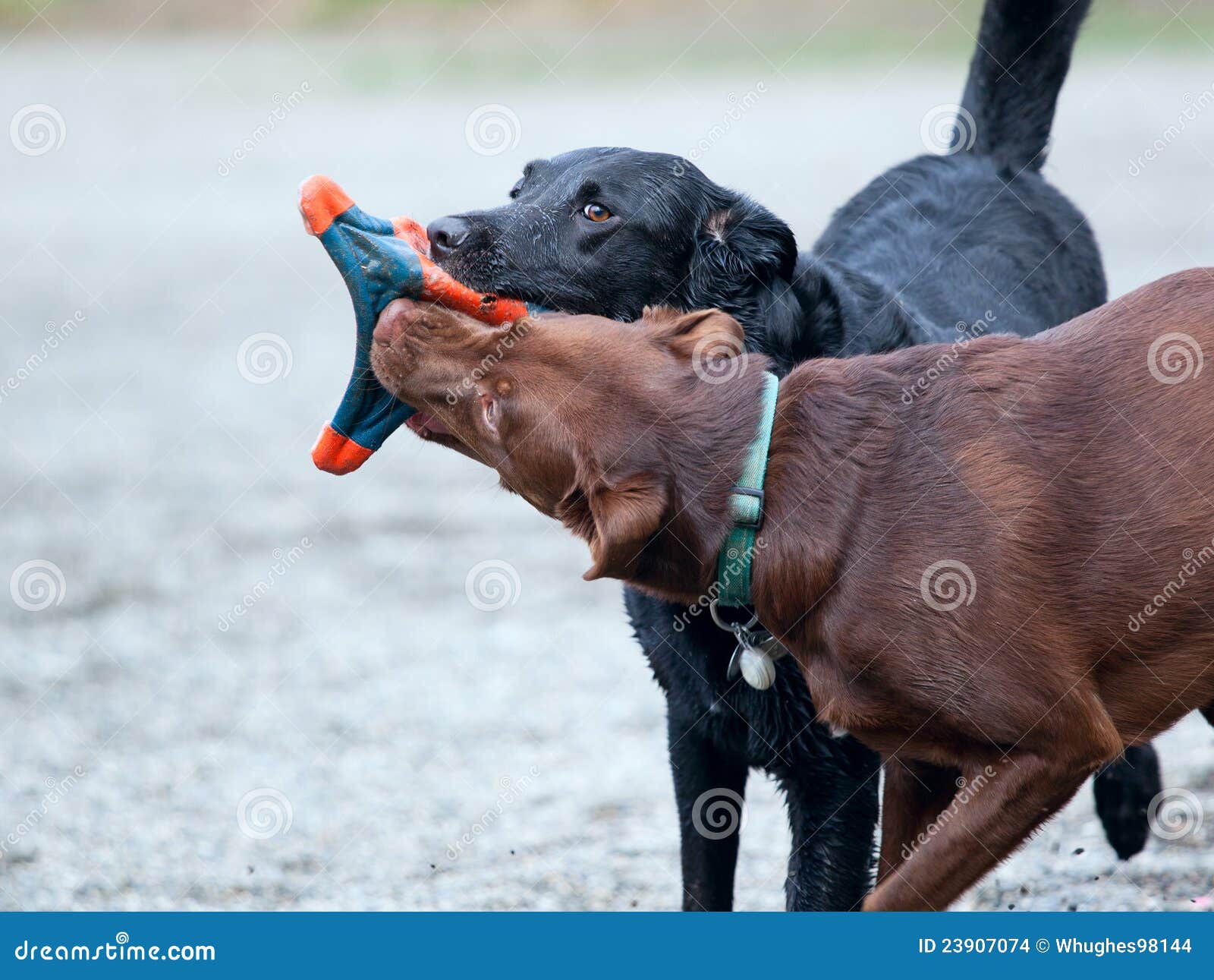 Two dogs playing at a park stock photo. Image of fall - 23907074