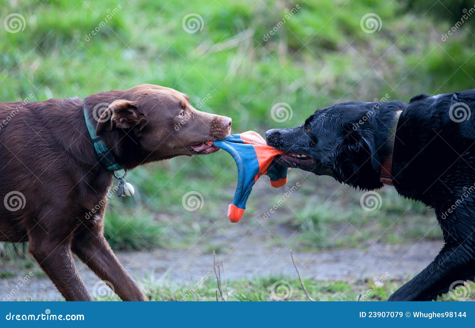 Two dogs playing at a park stock image. Image of tails - 23907079